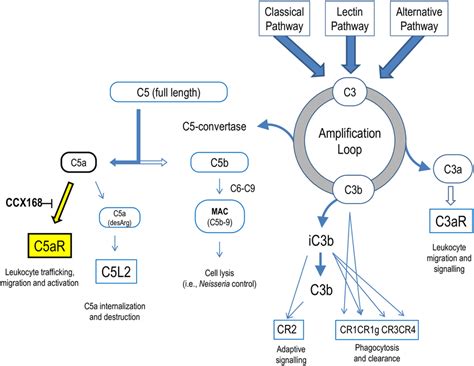 The Complement Cascade Showing The Point Of Intervention Of Ccx168 The Download Scientific