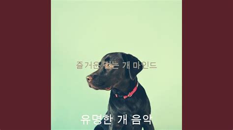 흥미로운 강아지 감정 Youtube