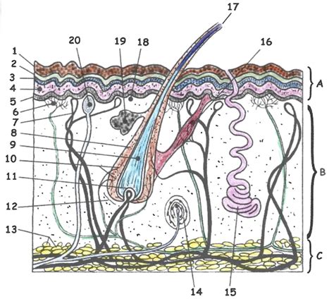 Integumentary System Diagram Quizlet