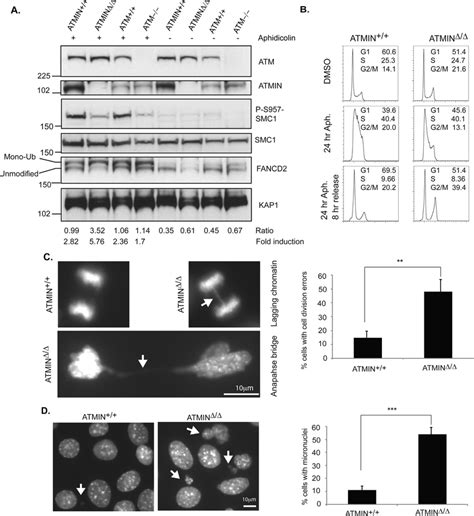 Proper Cell Cycle Progression And Chromosomal Segregation Depends On Download Scientific