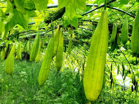 수세미 씨앗 효능 And 수세미오이 씨 말리기 네이버 블로그