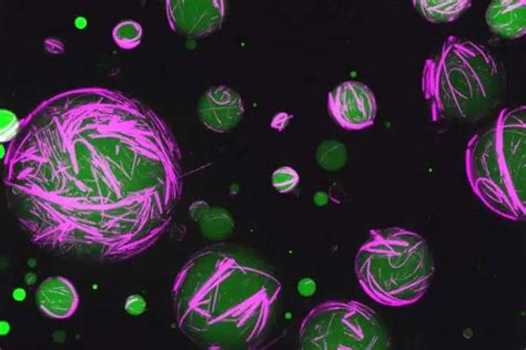 New Synthetic Self Assembling Cells Made From Dna
