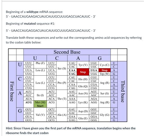 Solved Beginning Of A Wildtype MRNA Sequence Chegg