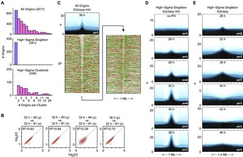 In Vivo Dna Replication Dynamics Unveil Aging Dependent Replication Stress Cell