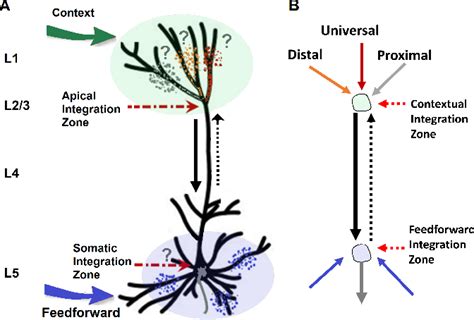 Figure 1 From Context Sensitive Neocortical Neurons Transform The Effectiveness And Efficiency