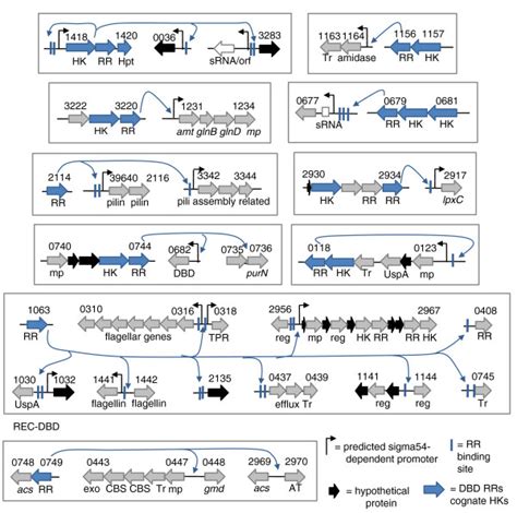 Single RR Regulatory Units Each Box Includes One Two Component System Download Scientific