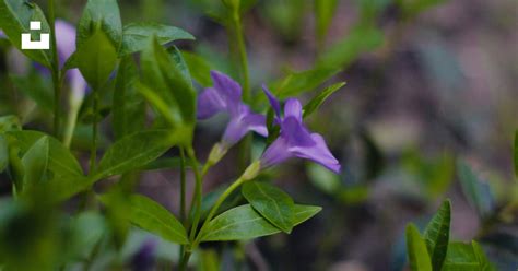 녹색 잎이 있는 보라색 꽃의 클로즈업 사진 Unsplash의 무료 꽃 이미지
