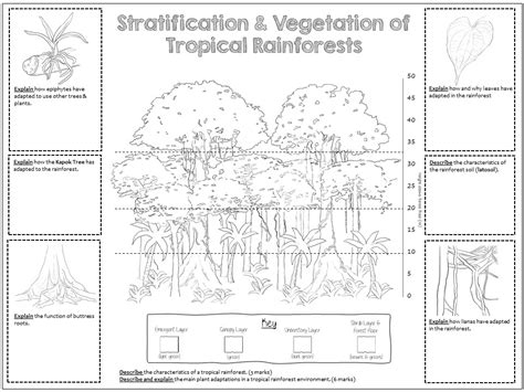 Rainforest Layers Diagram Plants And Animals 4 Layers Worksheets