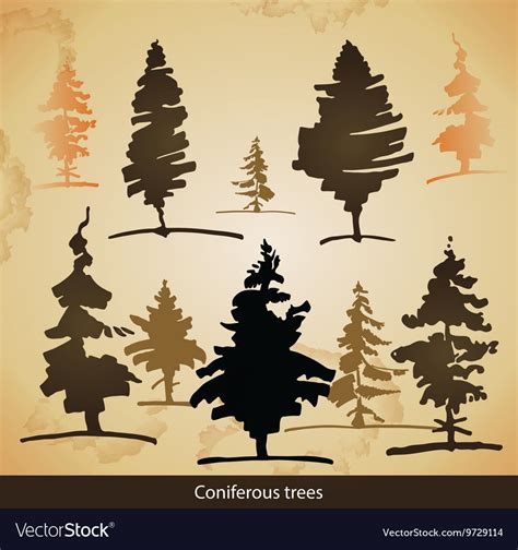 Coniferous Trees Royalty Free Vector Image Vectorstock
