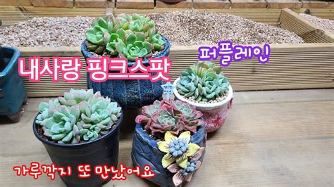 핑크스팟♡퍼플레인 분갈이해요 Youtube