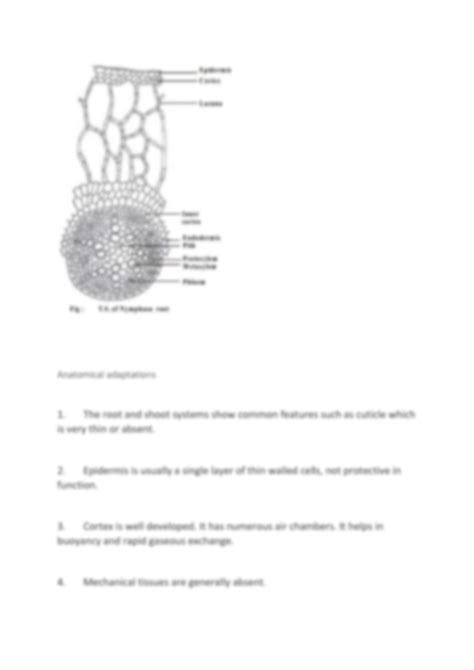 Solution Morphological And Anatomical Adaptations Of Hydrophytes