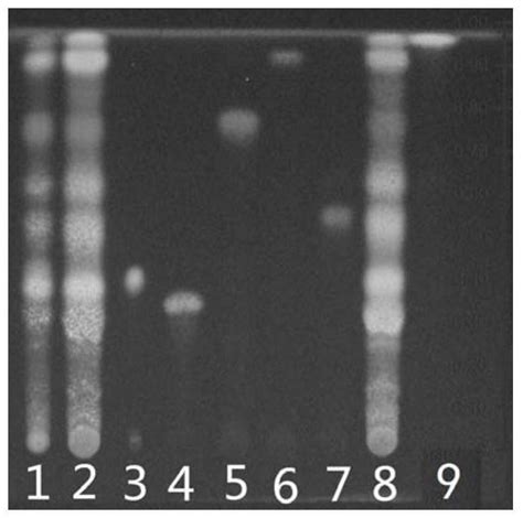 Thin Layer Chromatography Identification Method Forwild Chrysanthemum Medicinal Material And