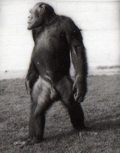 Oliver The Chimp Dna