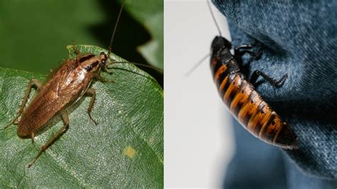 Blatte Ou Cafard 3 Exemples Pour Comprendre La Différence