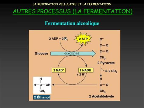 Ppt La Respiration Cellulaire Et La Fermentation Powerpoint