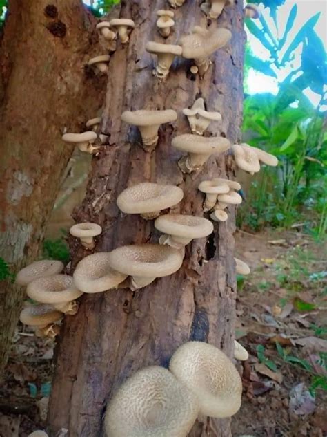 ฮักเด้อโนนสัง ถิ่นที่ตั้งคนมักมวน คนเมืองหนองบัวลำภู ️ เห็ดน้ำค้างออก เห็ดลม