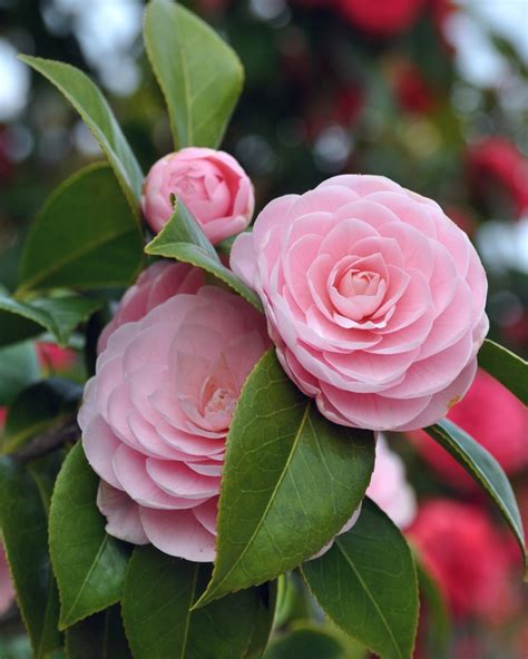 Japanese Camellia Camellia Japonica