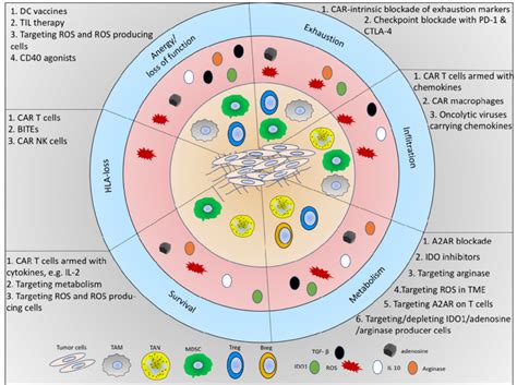 Schematic Overview Of Immunosuppressive Components Of The TME The