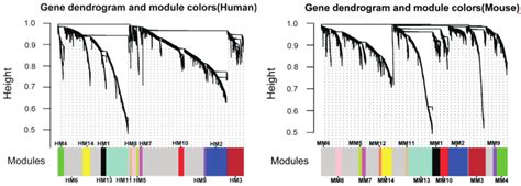 Wgcna Analysis For Microarray Datasets The Wgcna Dendrogram For