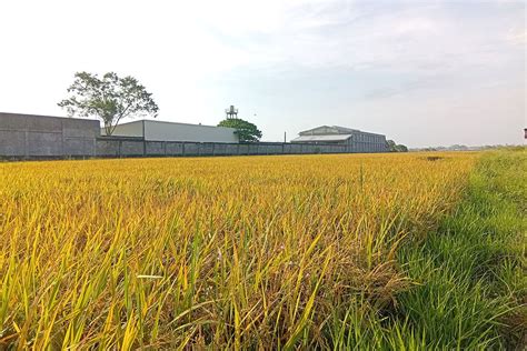 Luna Isabela Rice Dumangan Prime Inc