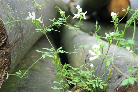 Wild Essex Species Climbing Corydalis