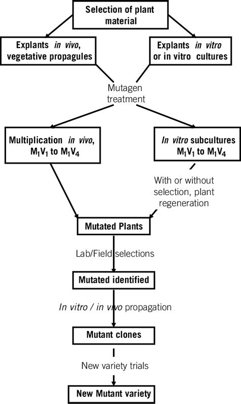 1 A Schematic Diagram Of Mutation Breeding And Use Of In Vitro Download Scientific Diagram