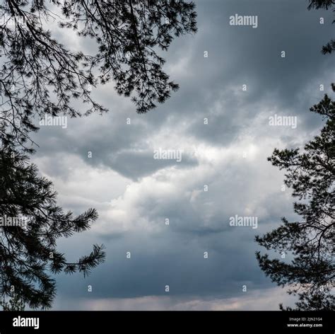 Pine Tree Branches Dark Silhouettes On Dramatic Cloudy Gray Sky Background Stormy Weather In