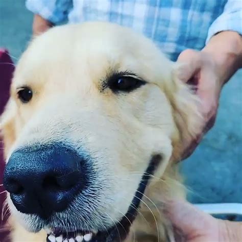 아기 리트리버 Youtube