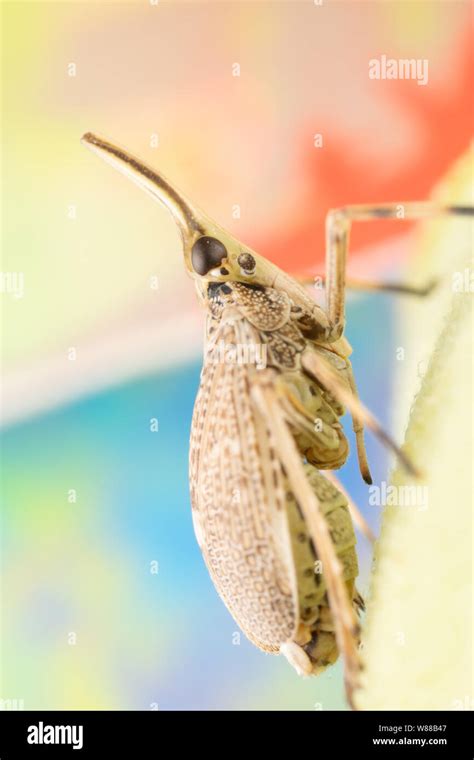 Bug With Long Nose On Leaf Hi Res Stock Photography And Images Alamy