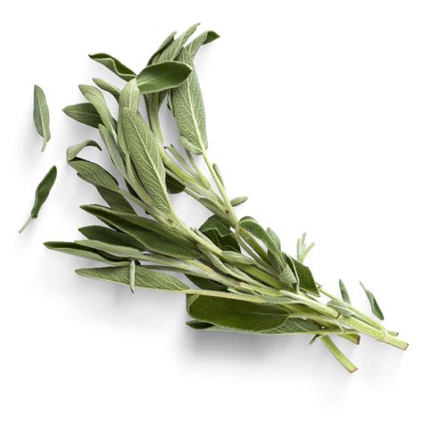 How To Select Store And Serve Sage The Produce Moms