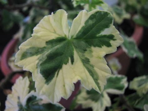 Plant Photography Variegated Pelargonium Geranium Leaf