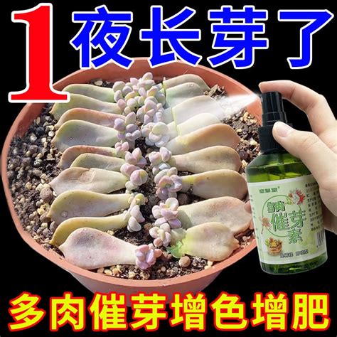 多肉爆芽素促芽生根多肉营养液免稀释型叶插发芽叶面增色增肥肥料explosion Fleshy Buds Stimulating Root