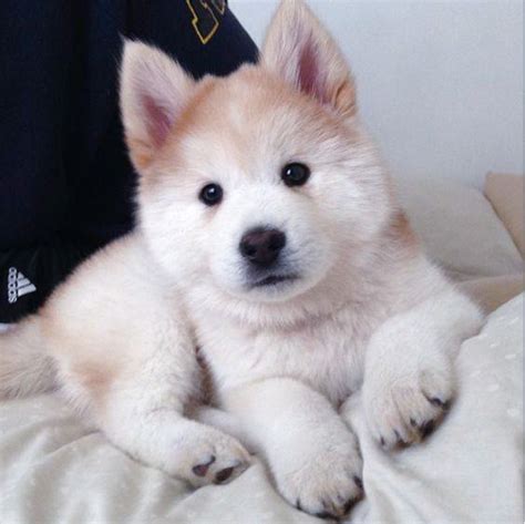 19 Things To Know About The Chow Chow Husky Mix With Pictures