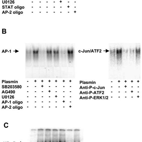 Schematic Representation Of Ifn ␥ Induced Activation Of The Mekerk Download Scientific