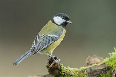 Are Great Tit Birds Found In India Heres The Answer Bird Nature