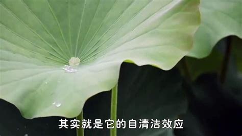 荷叶为什么不沾水把叶片放大500倍多年疑惑解开了 高清1080P在线观看平台 腾讯视频