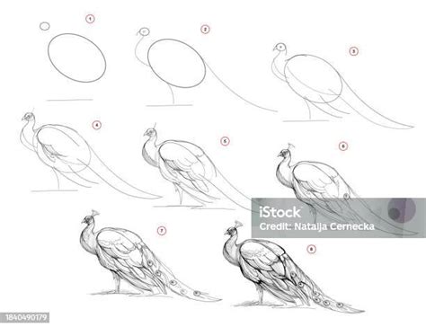 페이지는 인생에서 공작을 그리는 법을 배우는 방법을 보여줍니다 연필 그리기 수업 아티스트를 위한 교육 페이지입니다 예술적 기량 개발을 위한 교과서 온라인 교육 벡터 일러스트