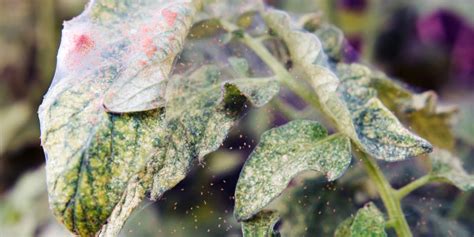 Павутинний кліщ в саду та городі Як швидко та ефективно видалити шкідника — поради експертів Nv