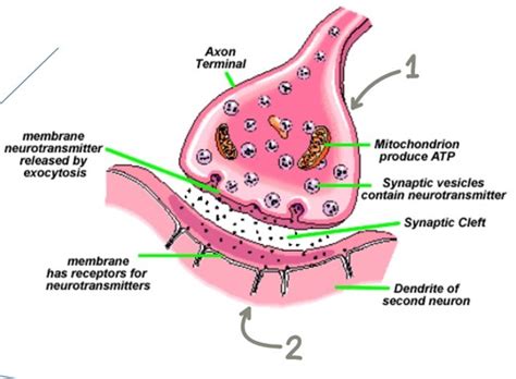Neurophys Synapses And Neurotransmission Flashcards Quizlet