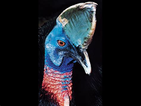 8 Birds That Cant Fly Britannica