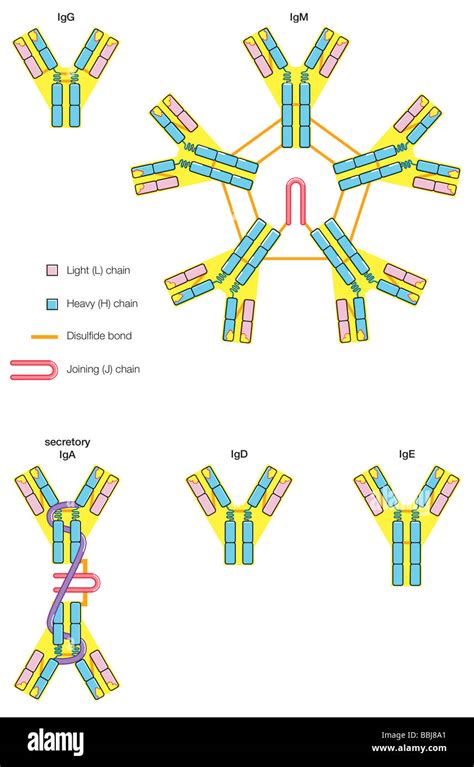 The Five Main Classes Of Antibodies Immunoglobulins Igg Iga Igd