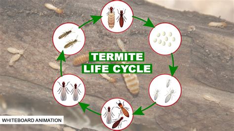 Life Cycle Of A Termite Termite Life Cycle And Life Span Ecoguard