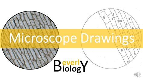 Microscope Slide Drawing