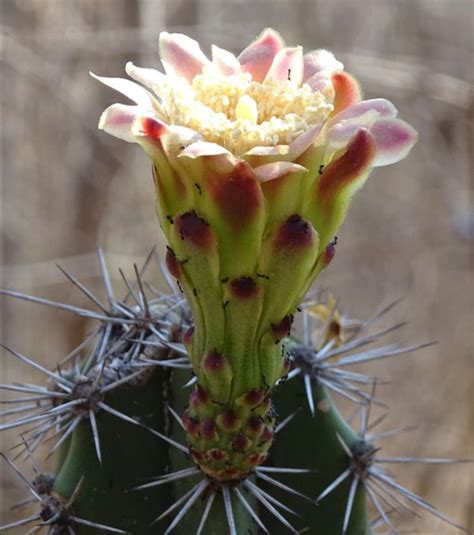 Stenocereus Chacalapensis Unique Cactus Seeds Online