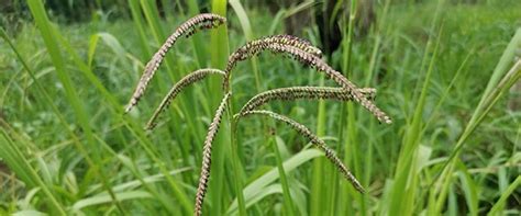Dallisgrass Identification Guide