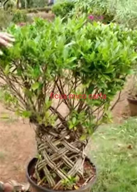 Well Watered Green Ficus Microcarpa Tree For Garden March To May At Best Price In Hyderabad