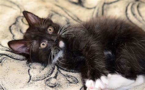 Чем кормить котенка 2 месяца натуральный или сухой корм Сколько корма давать