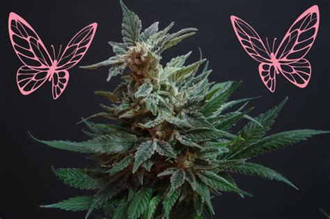 Animal Mints Strain If Taylor Swifts Mom Was Weed Greenstate