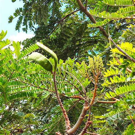 Dimorphandra Wilsonii Faveiro De Wilson Biologia Da Paisagem