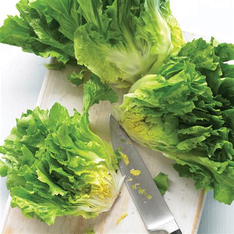 Escarole Lettuce Description At Stephen Featherston Blog